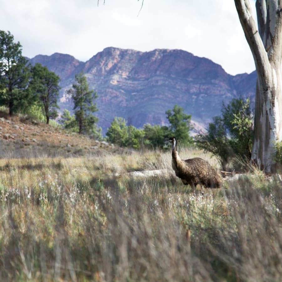 Arkaba Station, Flinders Ranges | Luxury Holidays in Australia | Scott ...