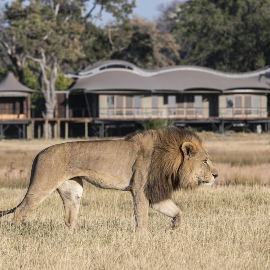Xigera Camp, Okavango Delta | Luxury Safari to Botswana | Scott Dunn UK
