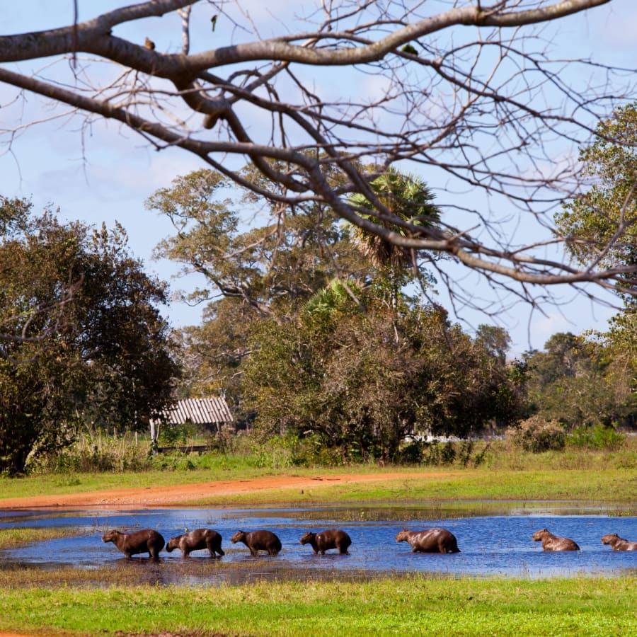 Caiman Ecological Refuge, Pantanal | Tailor-made Holidays to Brazil ...