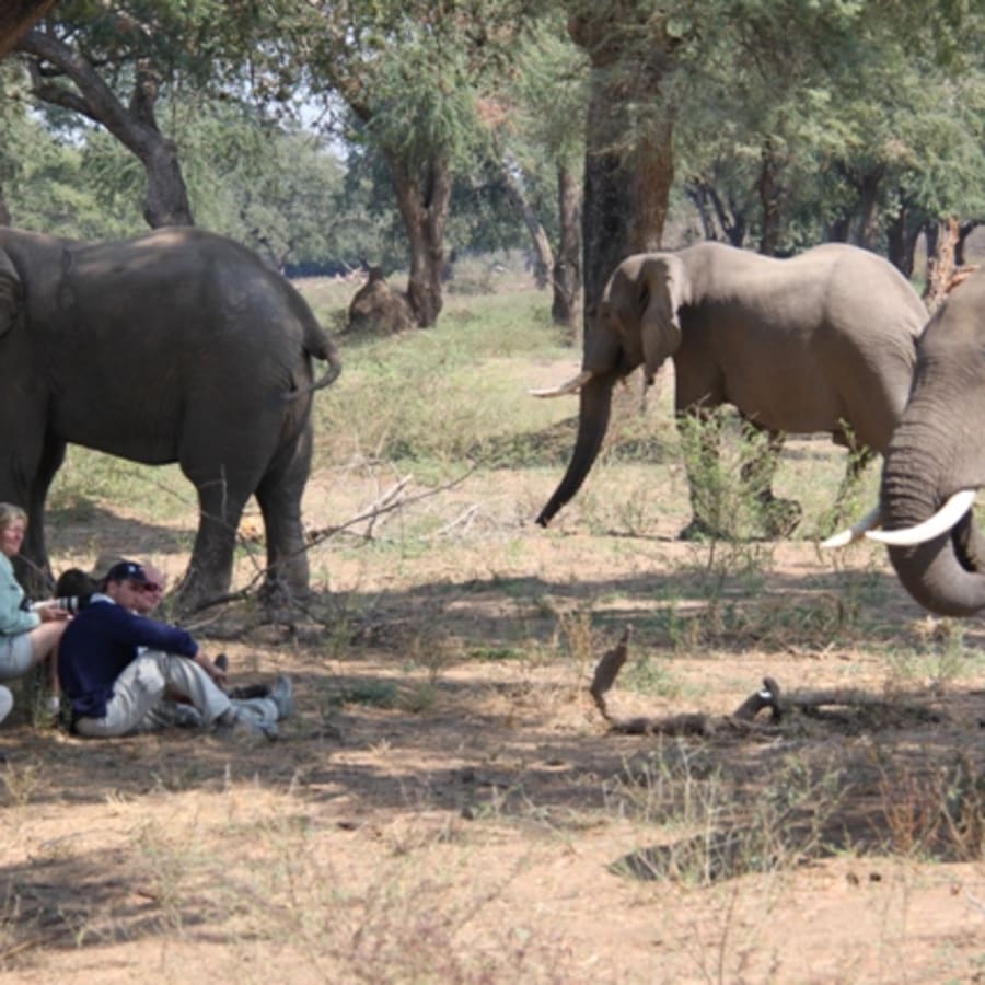 Vundu Camp, Mana Pools National Park | Zimbabwe | Scott Dunn UK