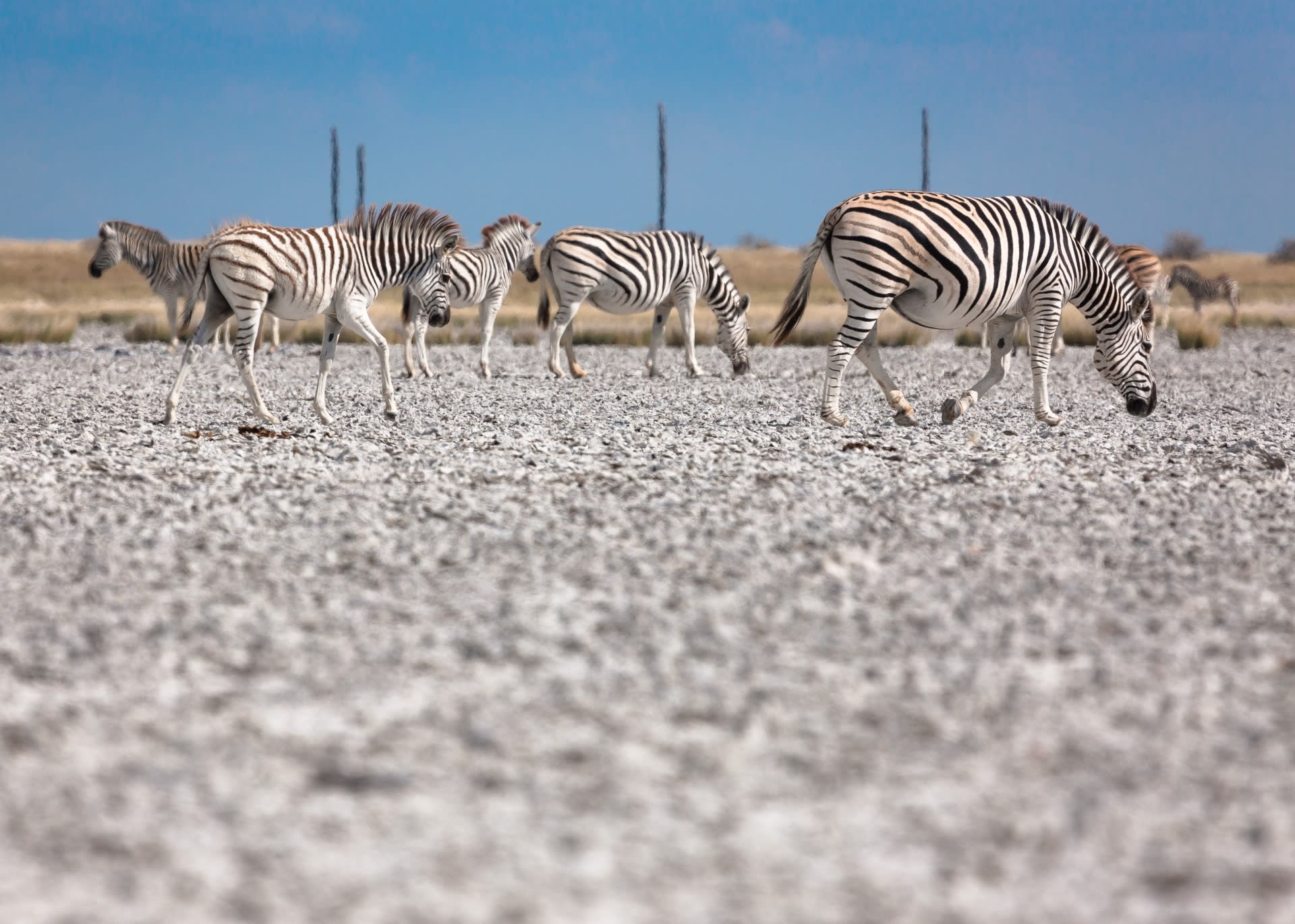 Makgadikgadi Pans | Botswana | Scott Dunn